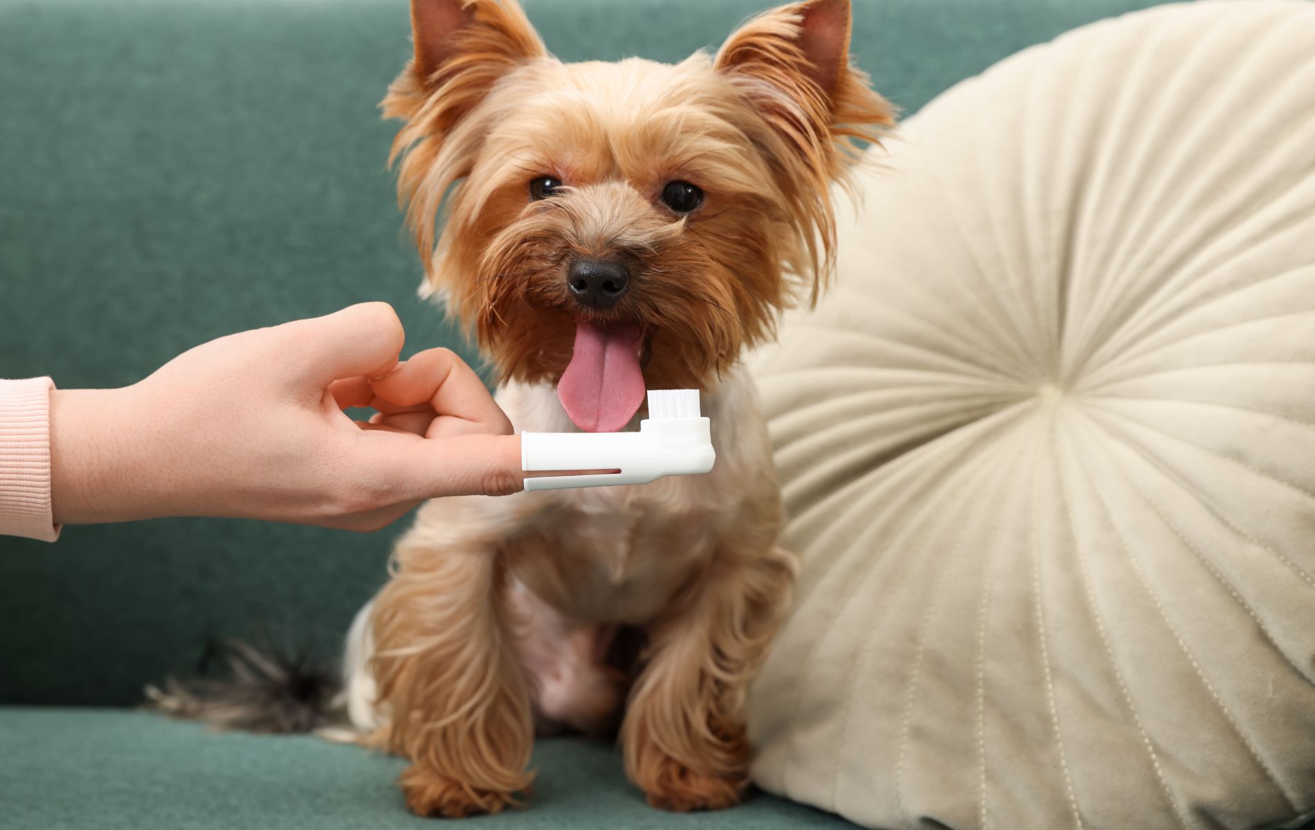 Philadelphia County, PA Veterinary Services | Philly Vet Dentist